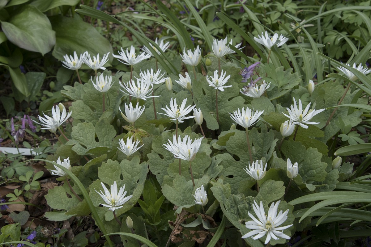 Sanguinaria canadensis